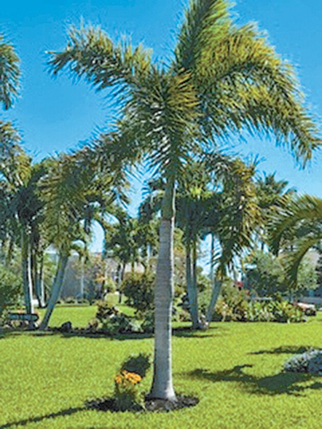 Garden Club of Cape Coral | Magical palms - Cape Coral Breeze